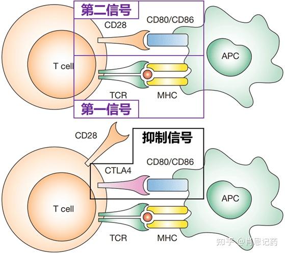 记住所有FDA生物药 | CTLA-4融合蛋白 | 阿巴西普、 belatacept 贝拉西普 | 类风湿关节炎等自身免疫病 - 知乎