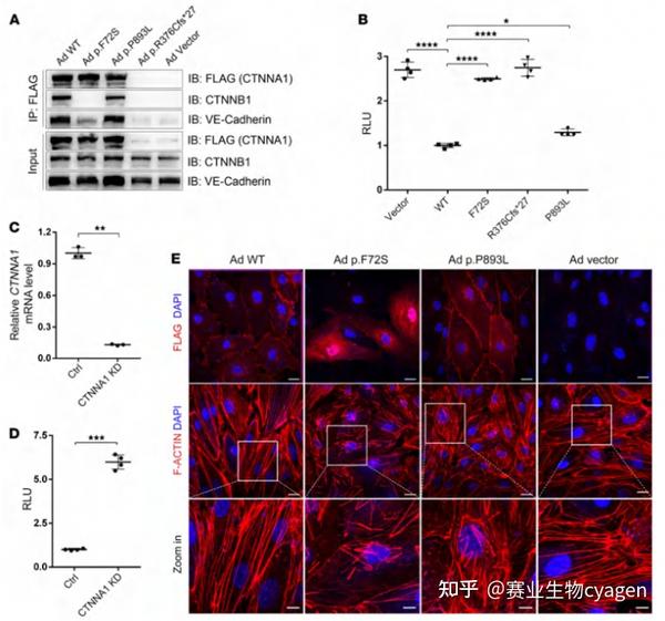 国内FEVR疾病研究团队发现新致病基因 - 知乎