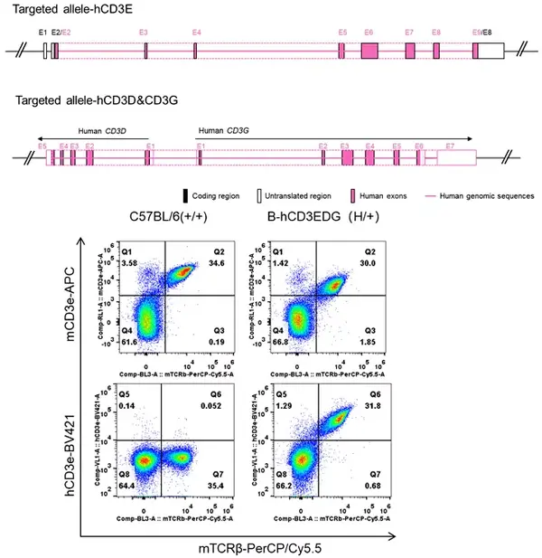 人源化CD3E、CD3EDG小鼠为CD3双抗筛选添砖加瓦 - 知乎