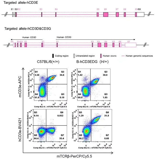人源化CD3E、CD3EDG小鼠为CD3双抗筛选添砖加瓦 - 知乎