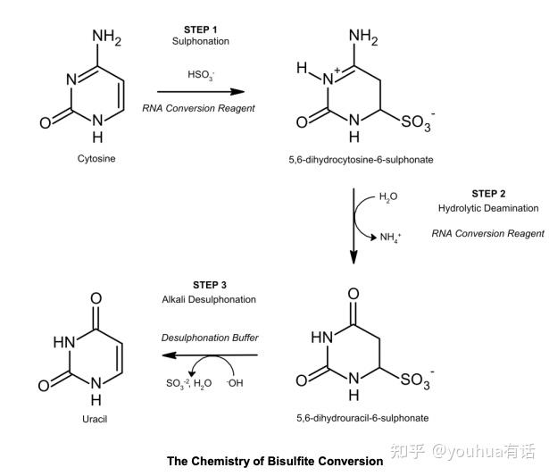 RNA/DNA亚硫酸氢盐转化实验——Bisulfite assay protocol - 知乎