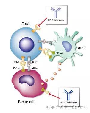 盘点PD-1/PD-L1单克隆抗体 - 知乎