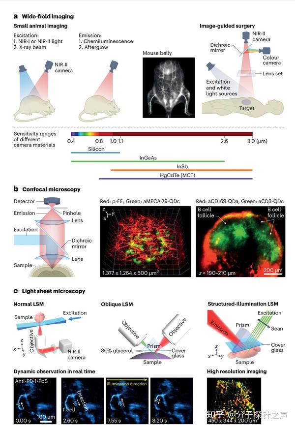 Nat. Photonics: 活体NIR-II荧光成像在生物和医学的应用 - 知乎