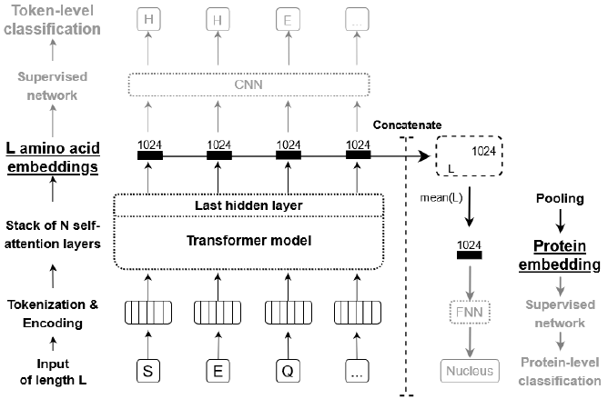 [论文总结] ProtTrans：Toward Understanding the Language of Life Through Self-Supervised Learning - 知乎