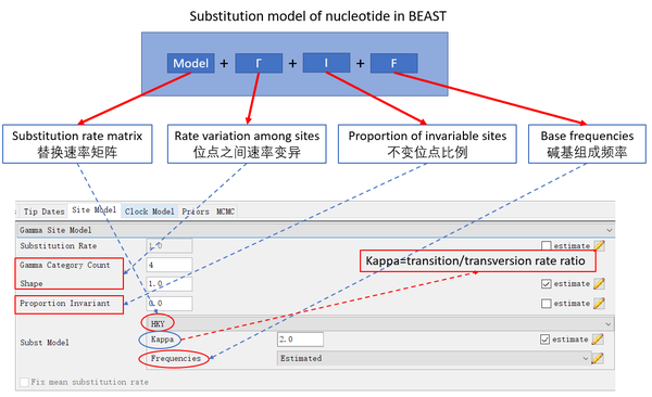how-to-set-site-priors-in-beast-2