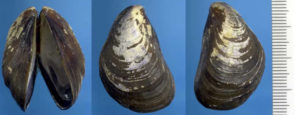 （十五）沿海旅行知识 | 各种贝类的名字、区别、产地、吃法（十五）贻贝（作者：Zam） - 知乎