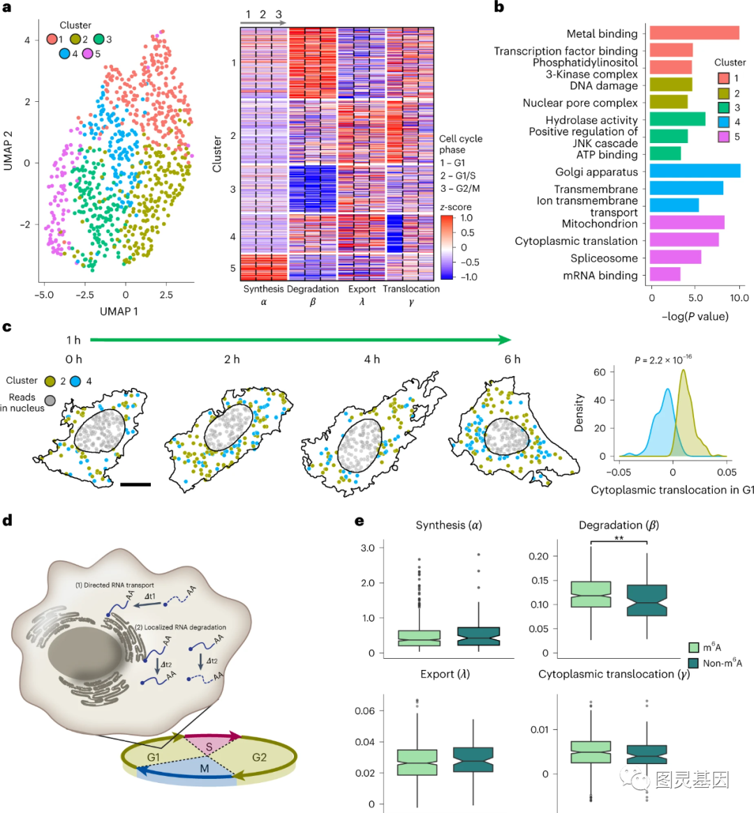 Nat Methods | MIT美女科学家实现时空分辨转录组学揭示亚细胞RNA动力学景观 - 知乎