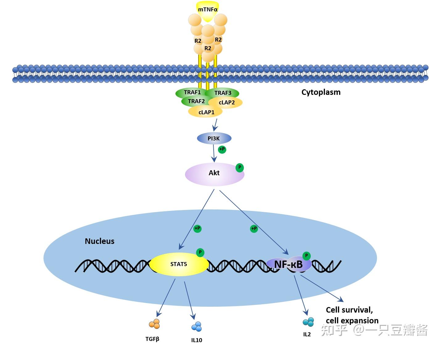 经典的TNF信号通路 - 知乎