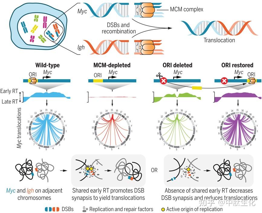 Science：揭示DNA复制时间调节着致癌性染色体易位的频率 - 知乎