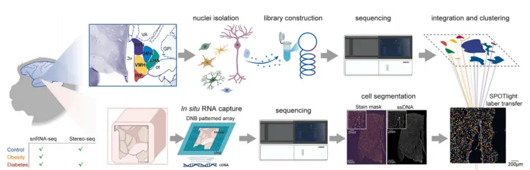 Cell Metabolism | Stereo-seq助力首次揭示与代谢疾病相关的食蟹猴下丘脑的空间分子变化 - 知乎