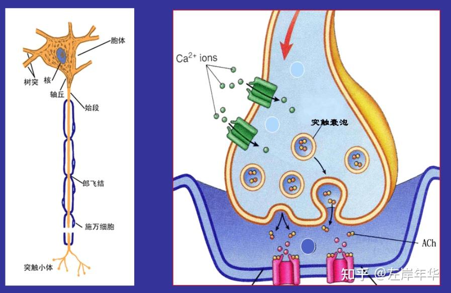 DLUS又一全新力作，“电波塑脸小刻刀”正式面世，多元组合高电波，深层稳固定位脸部组织 - 知乎