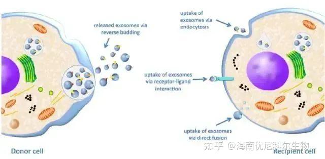 关于外泌体你了解多少？ - 知乎