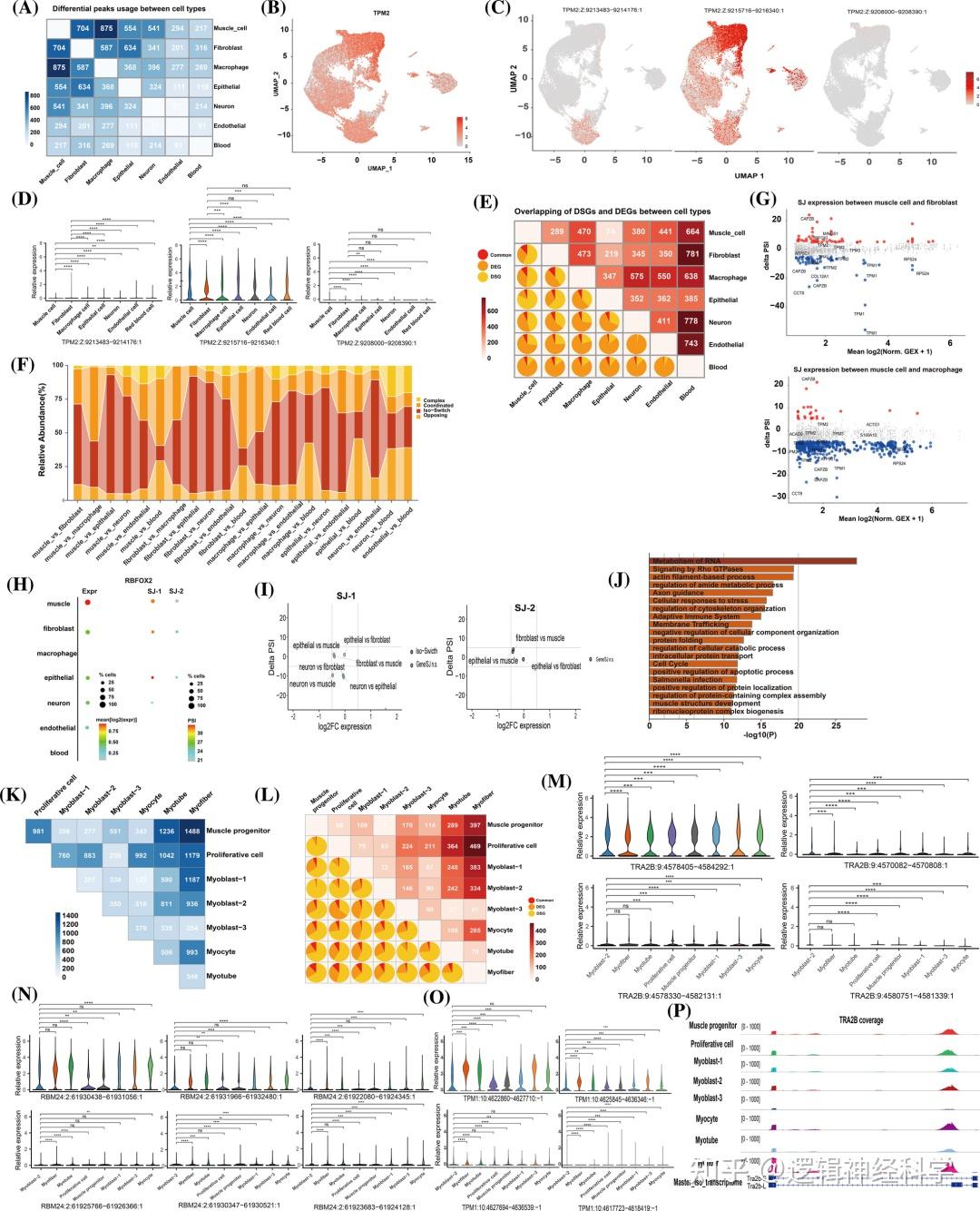 Cell Prolif︱华南农业大学团队揭示肉鸡体外肌纤维形成过程的可变剪接动态以及TRA2B的剪接调控作用 - 知乎
