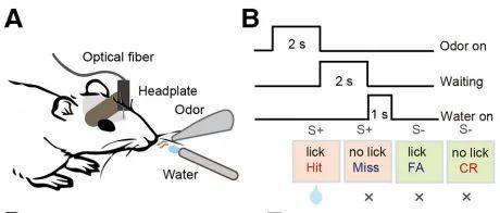 科研工具推荐 | 全新版Go/No-go记忆嗅觉训练系统来袭 - 知乎