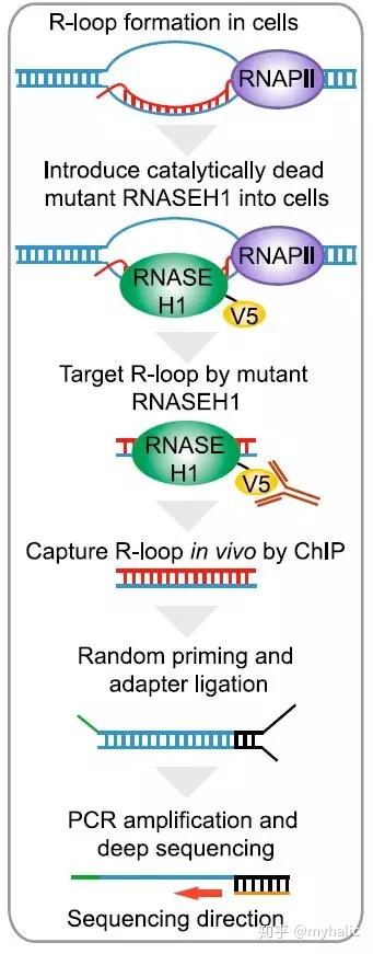 如何进行R-ChIP数据分析之准备篇 - 知乎