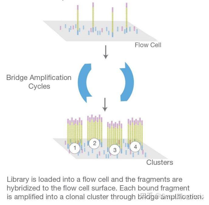二代测序中Duplication问题讨论 - 知乎