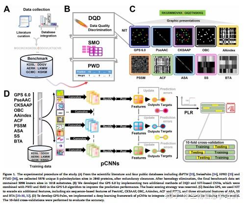 GPS-Palm：一个预测蛋白质中的S-棕榈酰化位点的深度学习框架 - 知乎