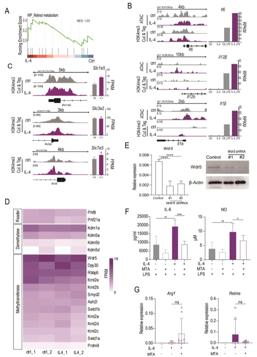 Cell Reports丨糖酵解/HIF-1α 轴定义了 IL-4 训练的巨噬细胞的炎症反应 - 知乎