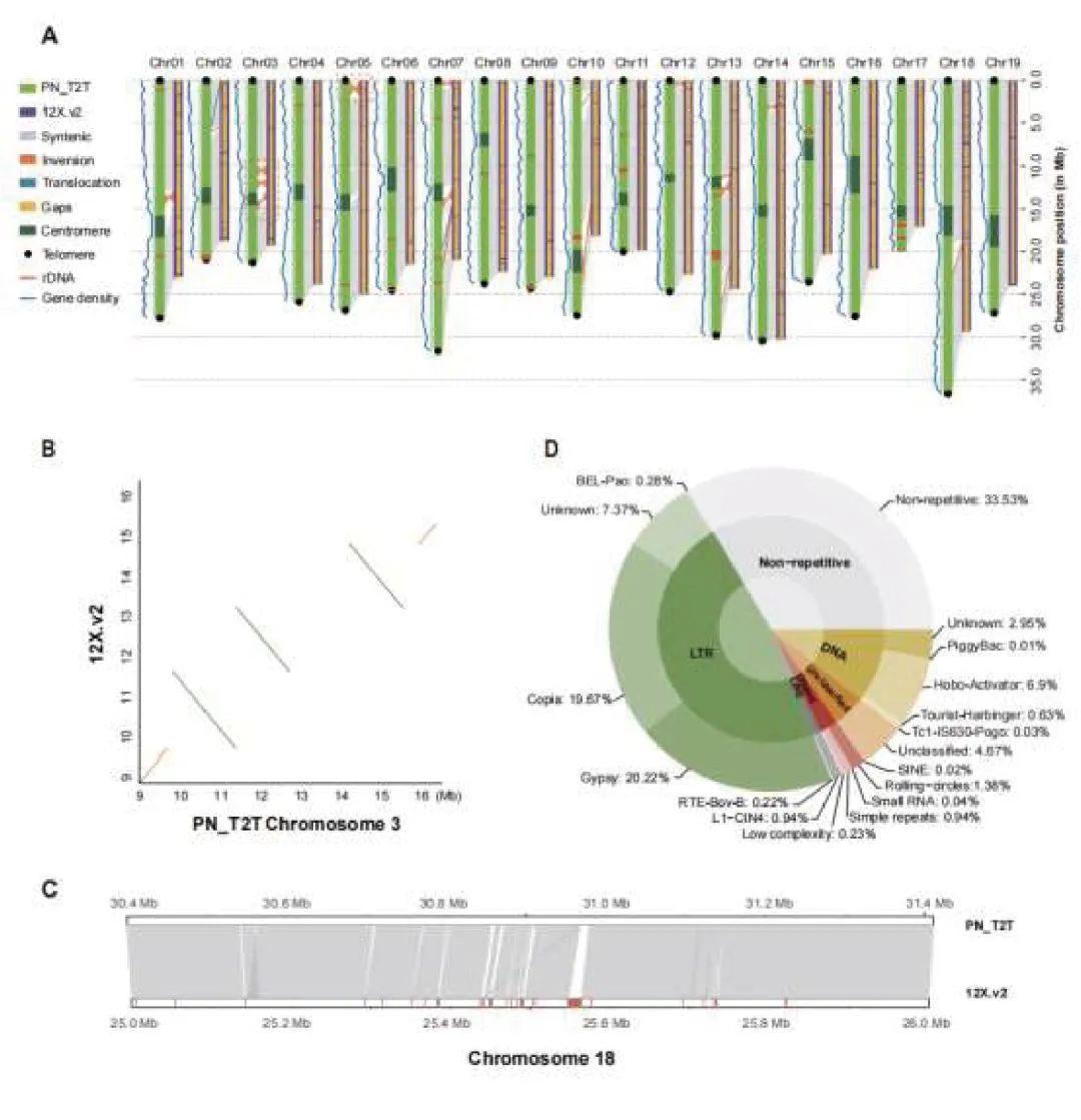 成功案例 | 葡萄T2T基因组为其遗传育种与进化研究提供了新见解 - 知乎