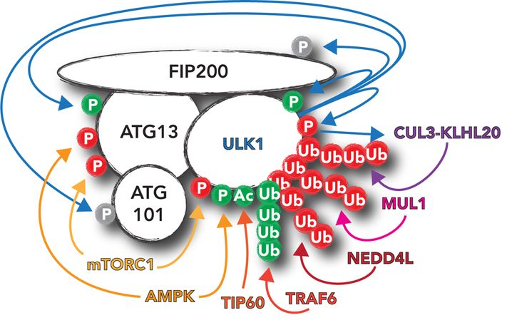 【热点】研究自噬不得不说的关键分子 - 知乎