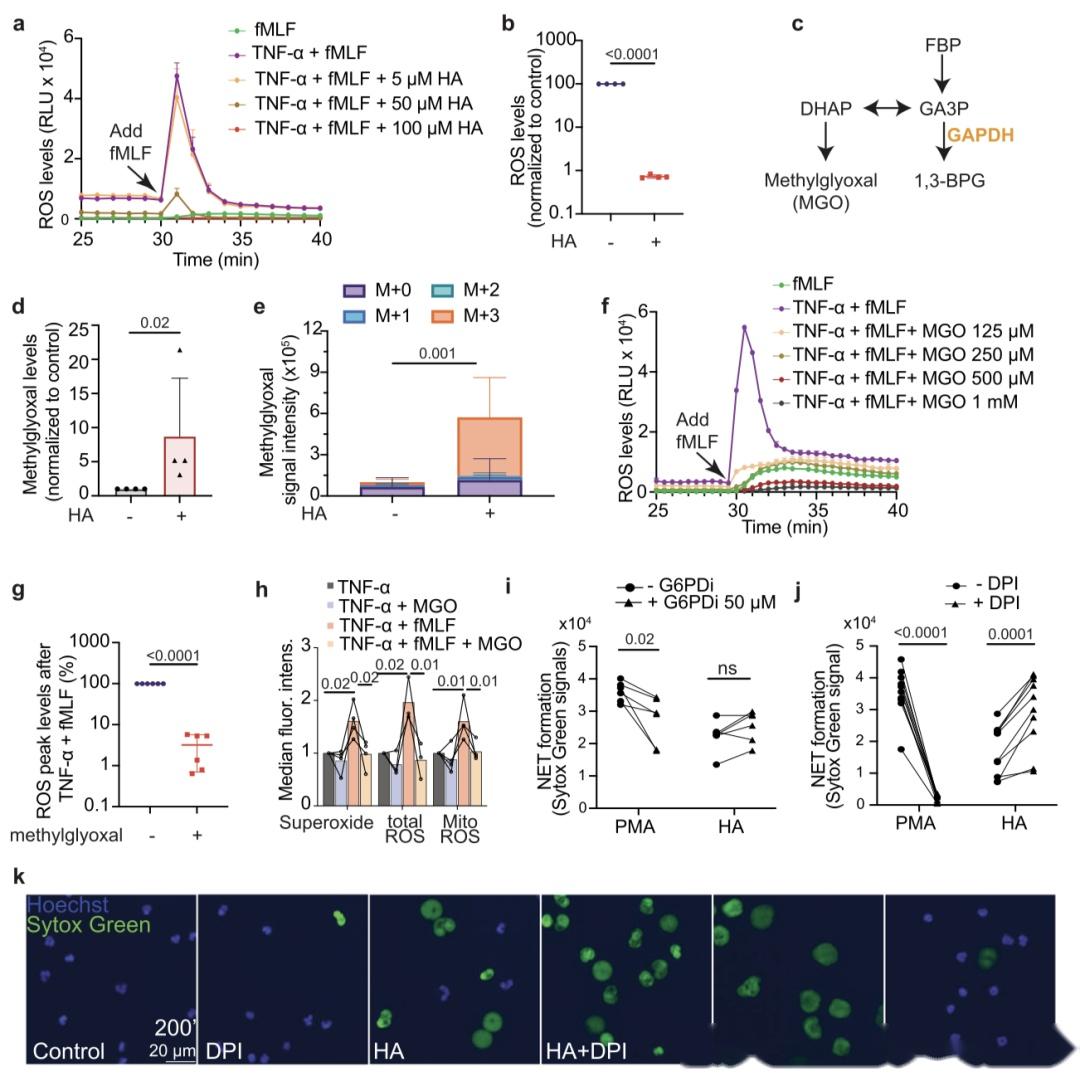 Nature子刊丨严重 COVID-19 中的中性粒细胞代谢组学揭示 GAPDH 是中性粒细胞胞外陷阱形成的抑制剂 - 知乎