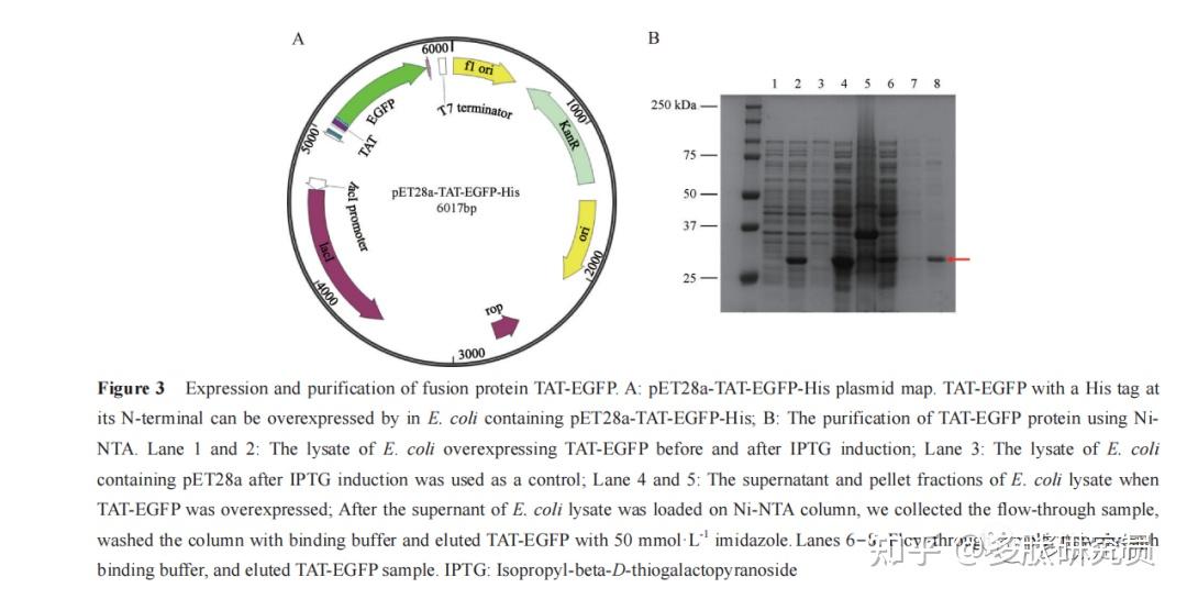 细胞穿膜肽TAT以非融合形式递送蛋白质的能力探究 - 知乎