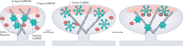 Nat Rev Neurosci最新综述：突触可塑性、学习和记忆的核心分子组织者——CaMKII - 知乎