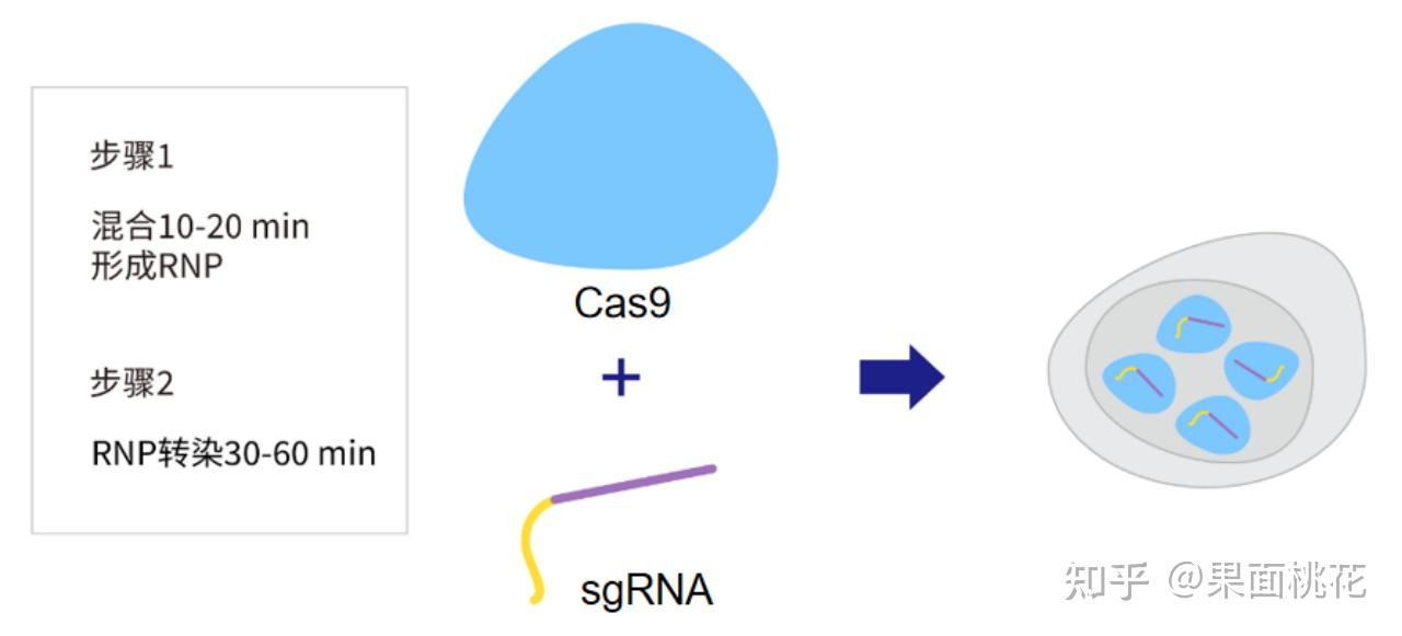 化学合成sgRNA 助力高效基因编辑 - 知乎