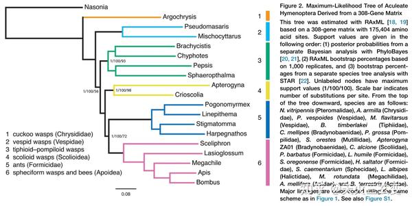 Phylogenomics Resolves Evolutionary Relationships among Ants, Bees, and ...