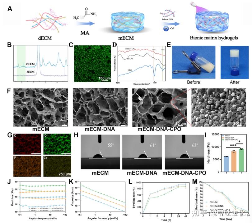 Bioact Mater用仿生基质水凝胶打造骨类器官，实现颅骨高效再生 - 知乎