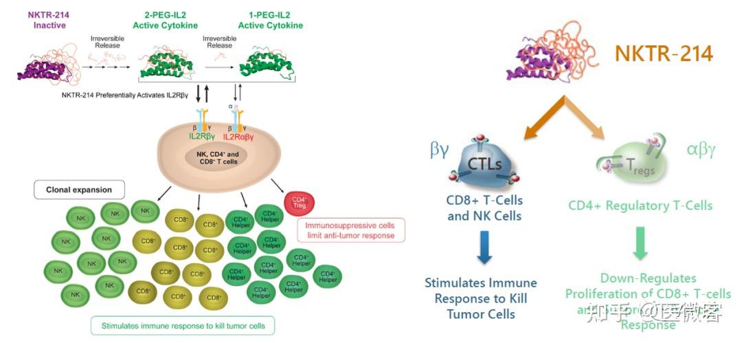 IL-2重回战场， NKTR-214牵手PD-1抗体初见曙光 - 知乎