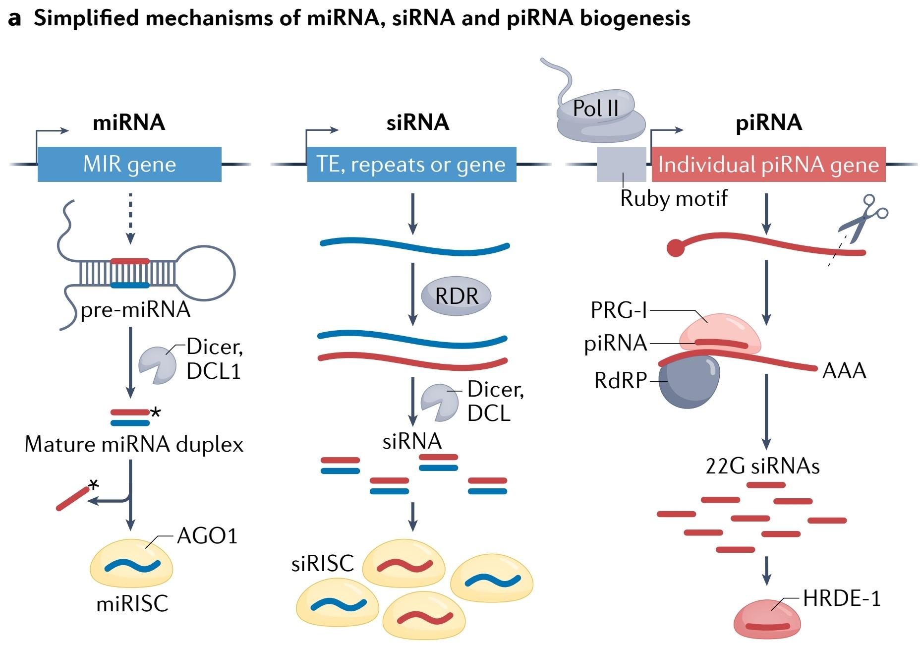 RNA干扰（一）——mi-！si-！pi-！ - 知乎