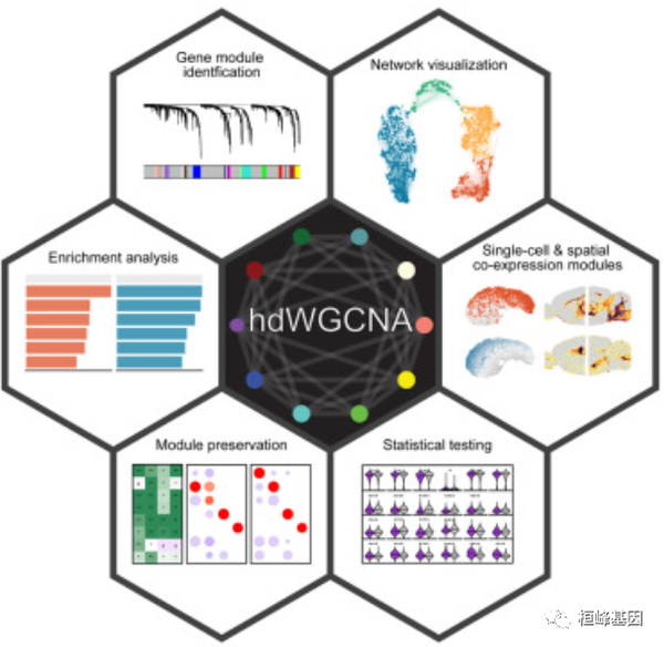 SCS【28】单细胞转录组加权基因共表达网络分析(hdWGCNA) - 知乎
