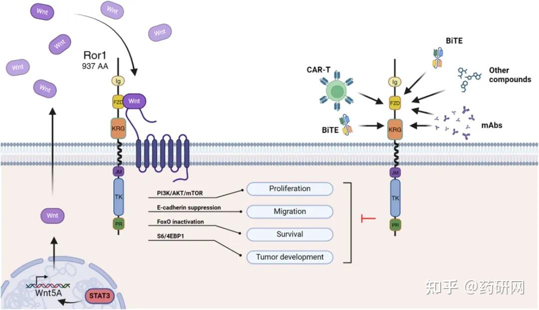 ROR1在癌症中的双重身份：促癌信号枢纽与新兴治疗靶点 - 知乎