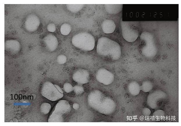 iRGD偶联外泌体/丝素蛋白/Ce6/HPPH/喜树碱/硫鎓/万古霉素/纳米荧光探针的制备 - 知乎