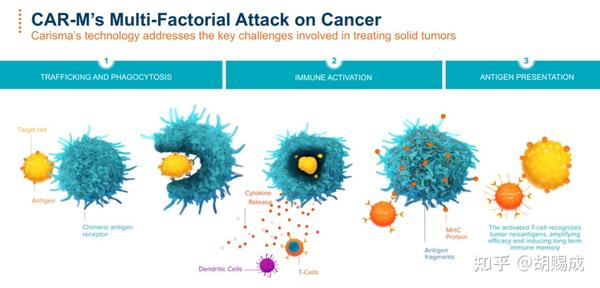 攻克实体瘤再添一员！CAR-M细胞疗法显示实体瘤治疗新希望 - 知乎
