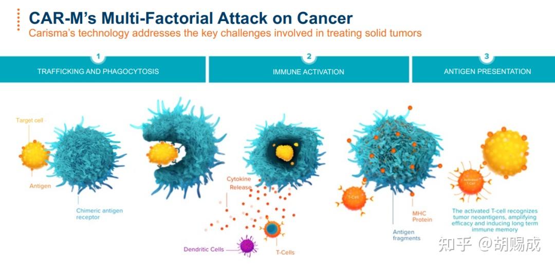 攻克实体瘤再添一员！CAR-M细胞疗法显示实体瘤治疗新希望 - 知乎