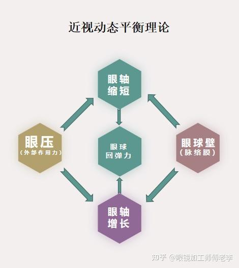 眼轴增长的终极BOSS——MMP-2 - 知乎