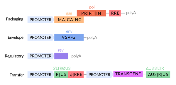 载体构建入门攻略——慢病毒载体篇 - 知乎