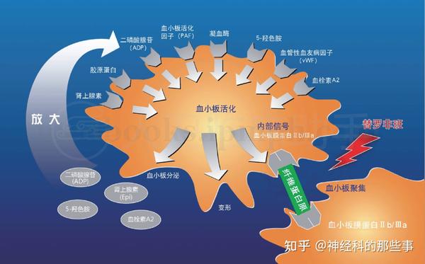 血小板生理作用及抗血小板药物 知乎