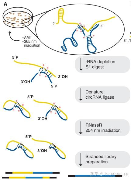 全基因组RNA-RNA interactions捕获技术解读（初） - 知乎