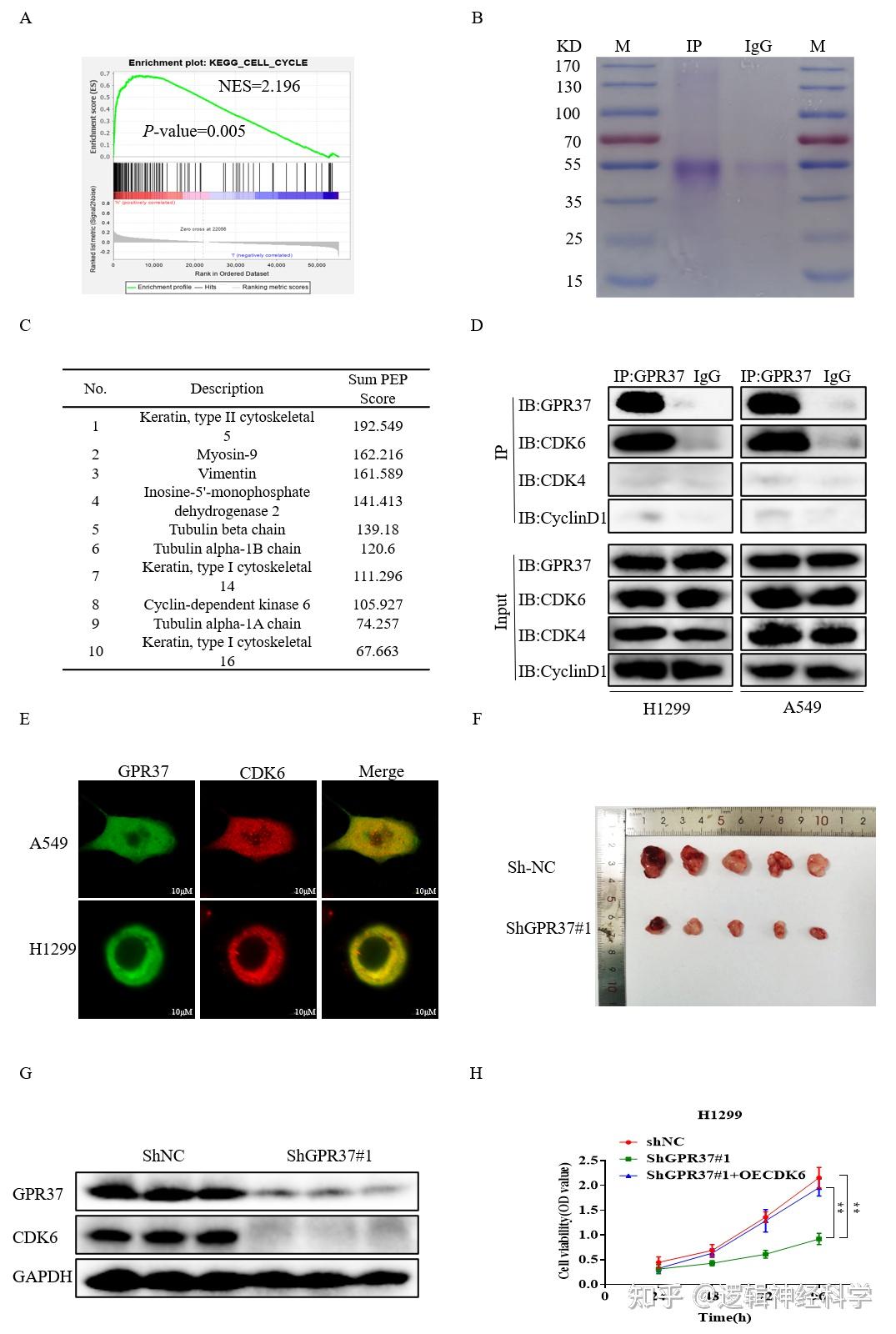 Pharmacol Res |温州医科大学黄晓颖/赵承光团队研究发现GPR37有望成为肺腺癌治疗的新靶点 - 知乎
