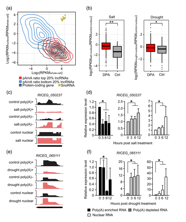 The Plant Journel| 清华大学戚益军教授|水稻lncRNA多腺苷酸化的胁迫响应调控 - 知乎