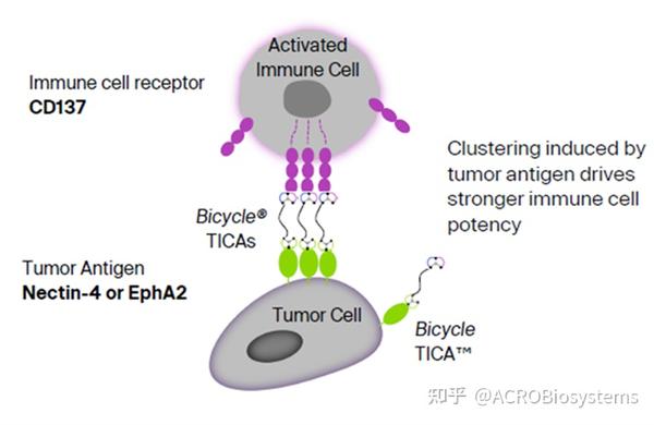 【AACR 2023】免疫检查点双抗潜力几何？ - 知乎