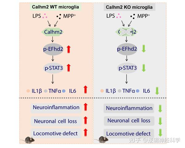Sci Adv+Theranostics︱军事医学研究院袁增强/中央民族大学程金波团队揭示钙稳态调节蛋白Calhm2调控神经退行性疾病新机制 - 知乎
