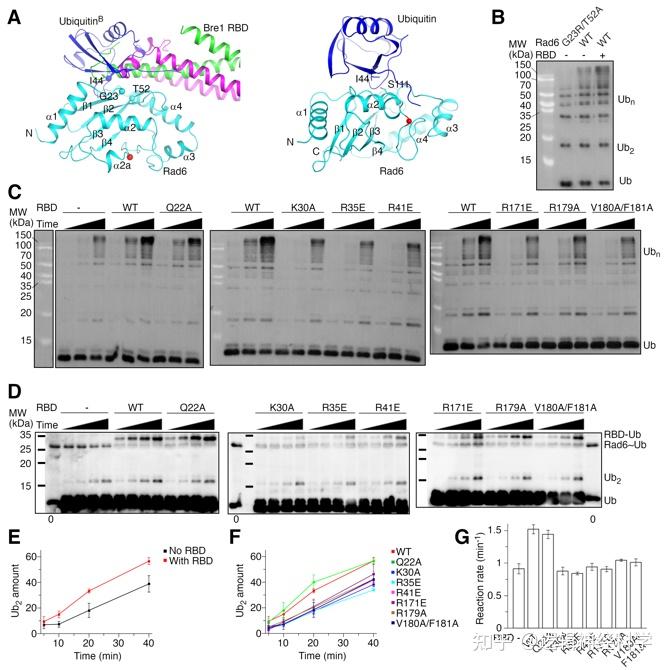 eLife︱天津医科大学向嵩/武汉大学陈学峰团队揭示Bre1 RBD激活Rad6的结构生物学基础 - 知乎