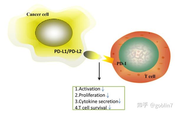 文献阅读——PD-1 combination therapy with IL-2 modifies CD8+ T cell ...