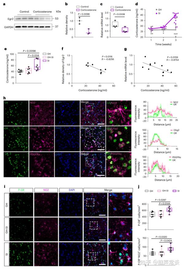 南京医科大学肖明和盛呈雨课题组发现Egr2通过调控髓鞘形成参与隔离小鼠合作行为的建立和维持 - 知乎