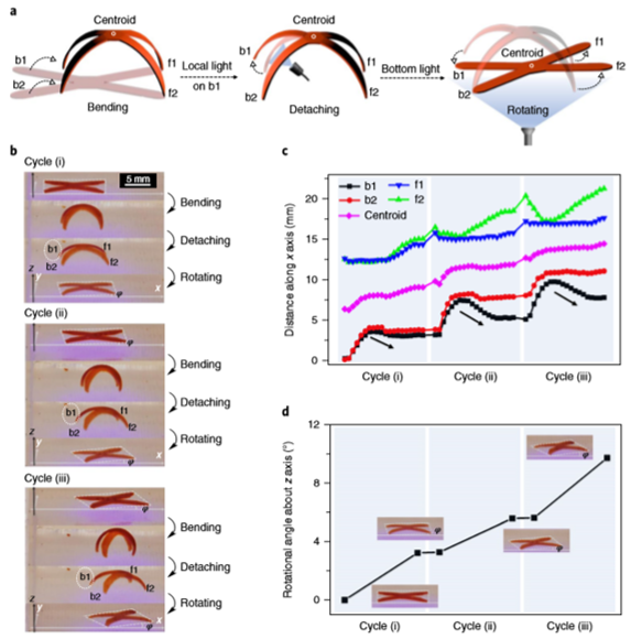 超分子顶尖大牛Samuel Stupp院士《自然·材料》：智能软机器人！ - 知乎