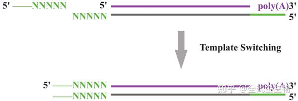 cDNA全长扩增，RACE技术了解一下 - 知乎